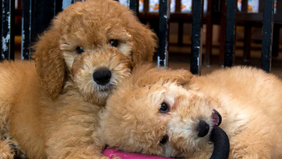 ‘Let dogs be dogs’: Jessica Pierce on the fascinating and complex ...