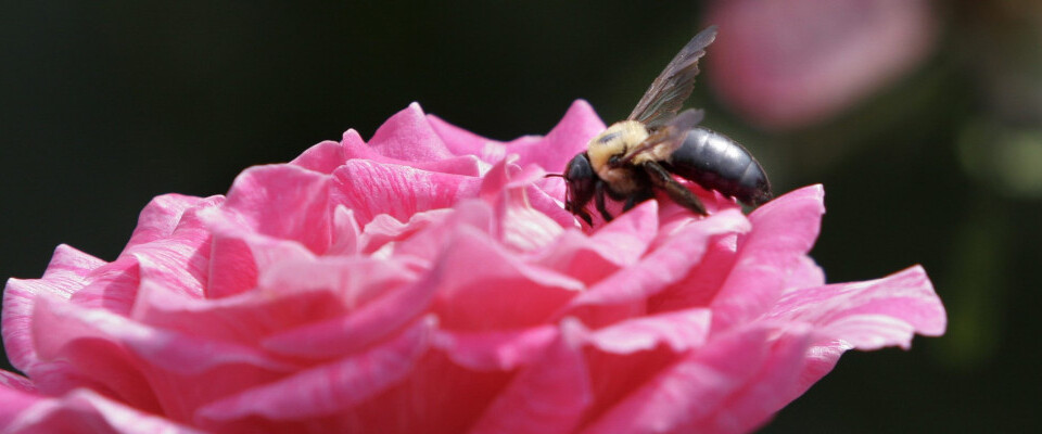 Howard Anglin: The birds and the bees and St. Valentine - The Hub