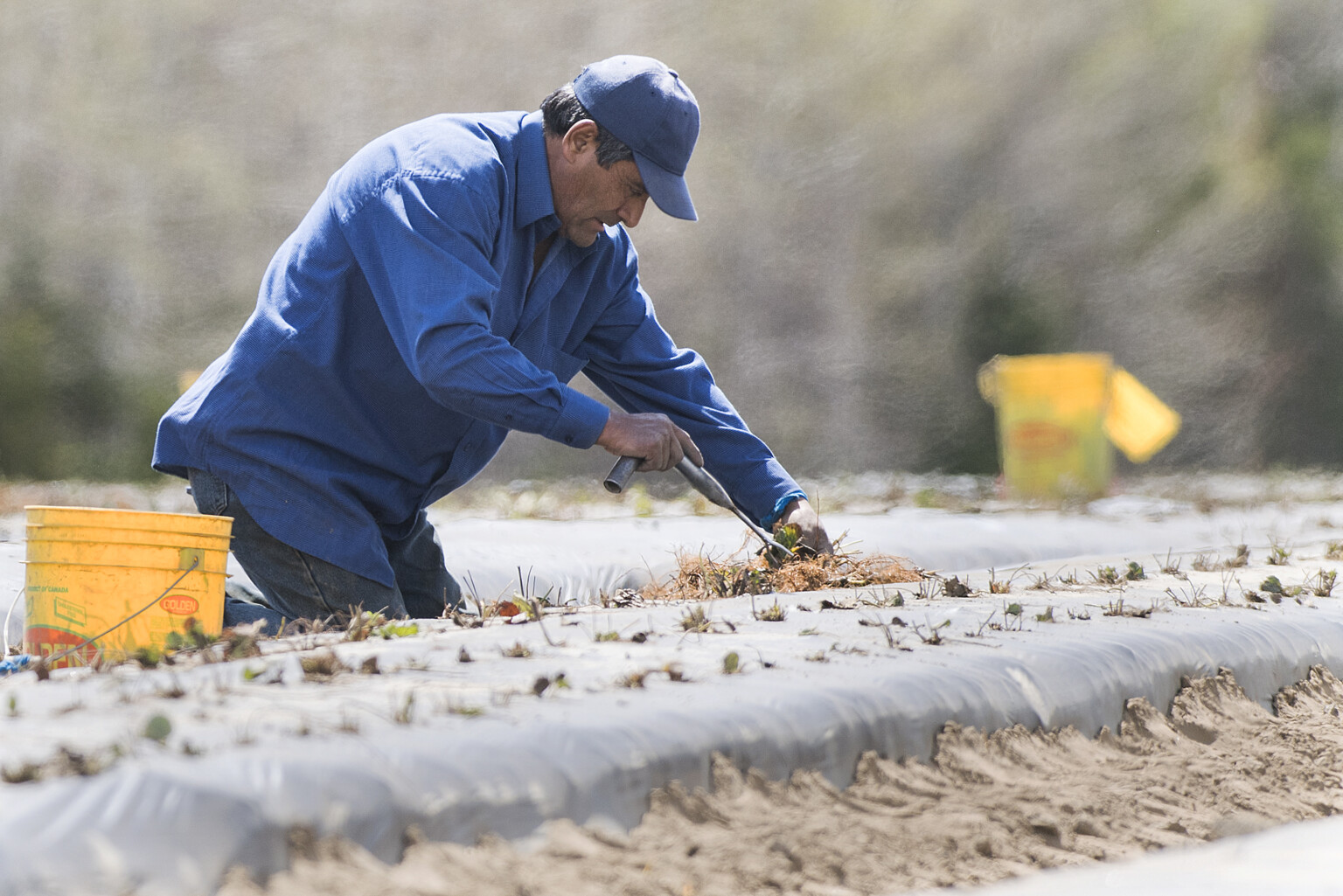 Sabrina Maddeaux: Canada can’t cynically rebrand temporary foreign ...