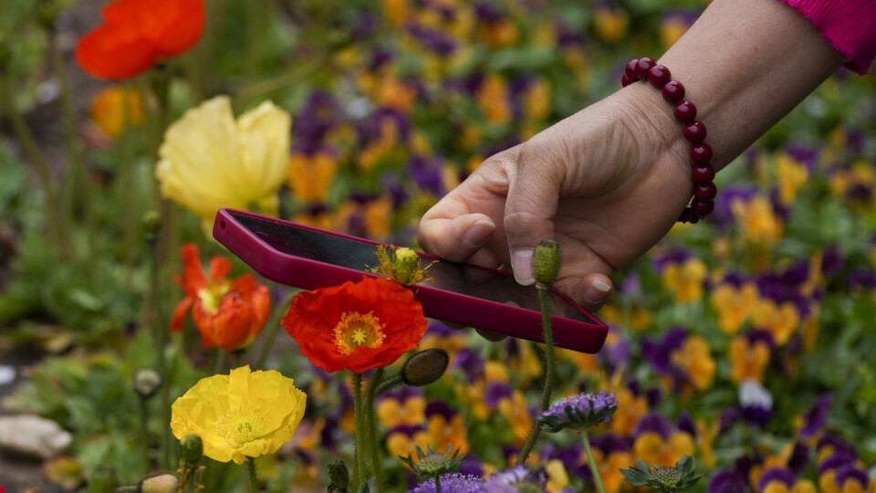 ‘Canada has a bit of a tall poppy syndrome’: Ted Woodhead on ...